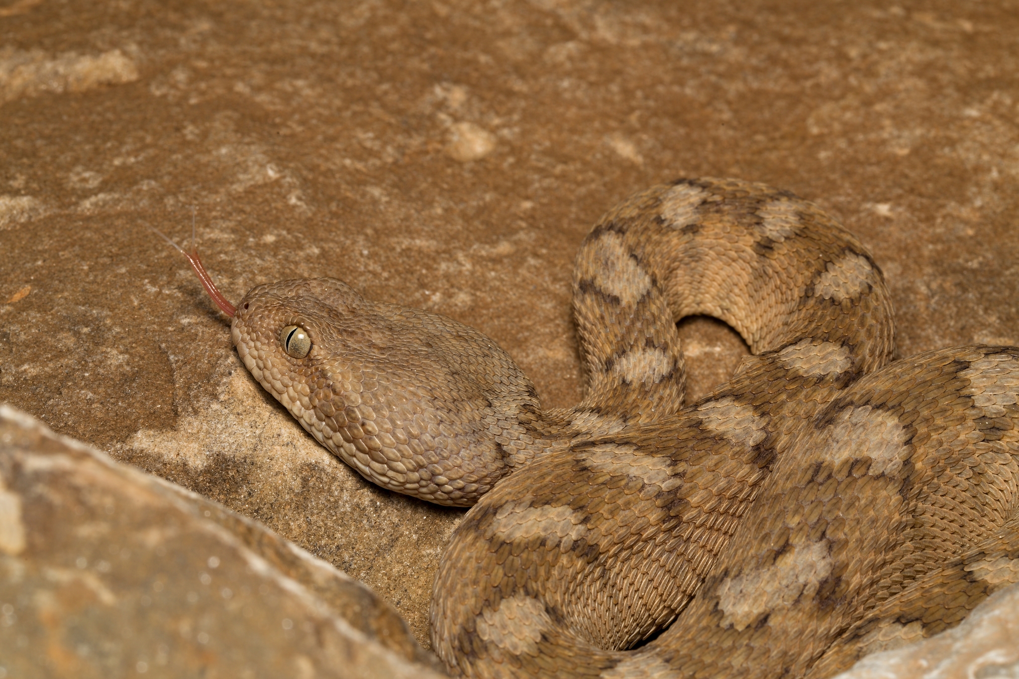Echis omanensis Babocsay, 2004