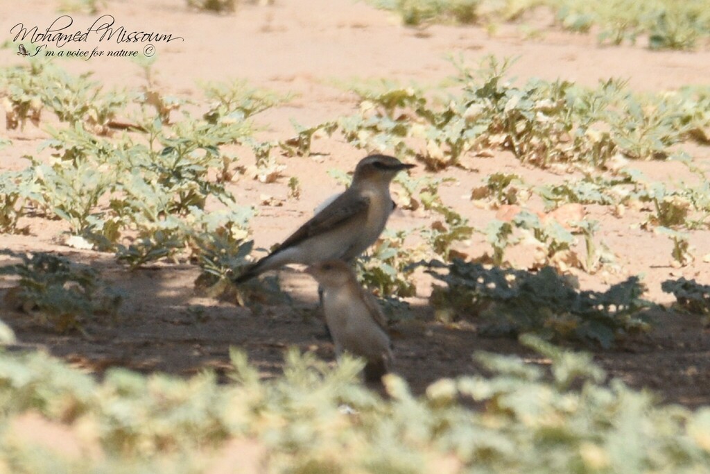 Isabelline Wheatear from Timiaouine, Algeria on October 13, 2022 at 09: ...