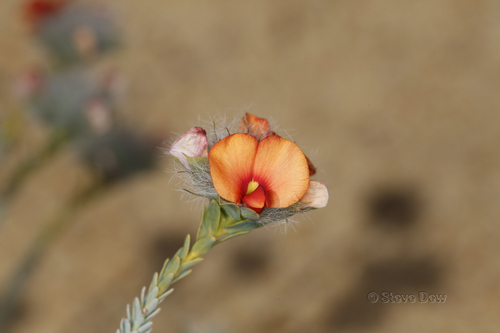 Urodon capitatus · iNaturalist