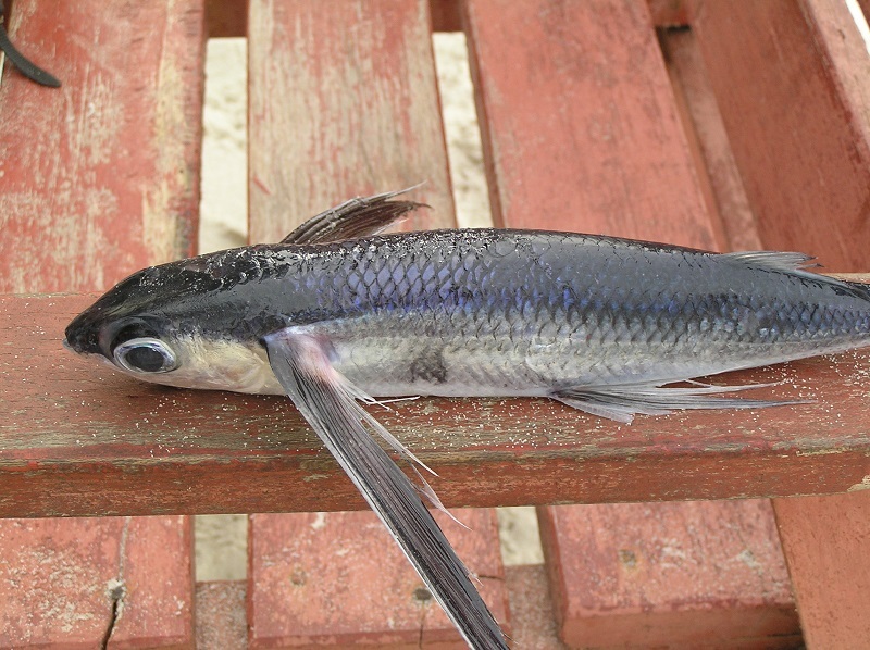 Hirundichthys rondeletii (Valenciennes, 1847)