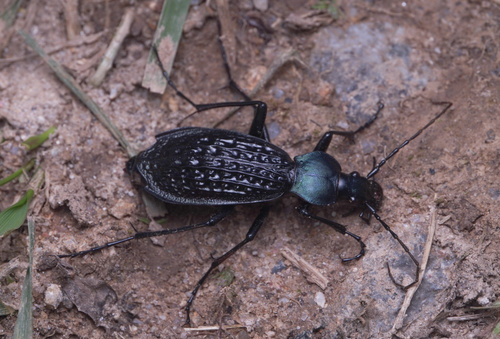 Carabus arrowi · iNaturalist Mexico