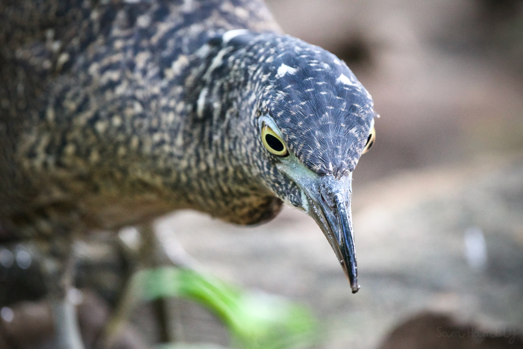 (Gorsachius melanolophus melanolophus) - Avian Discovery