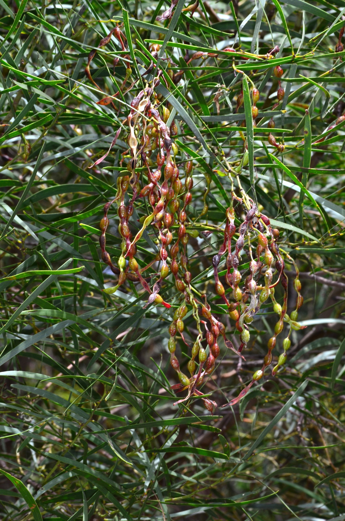 Acacia hakeoides A.Cunn. ex Benth.
