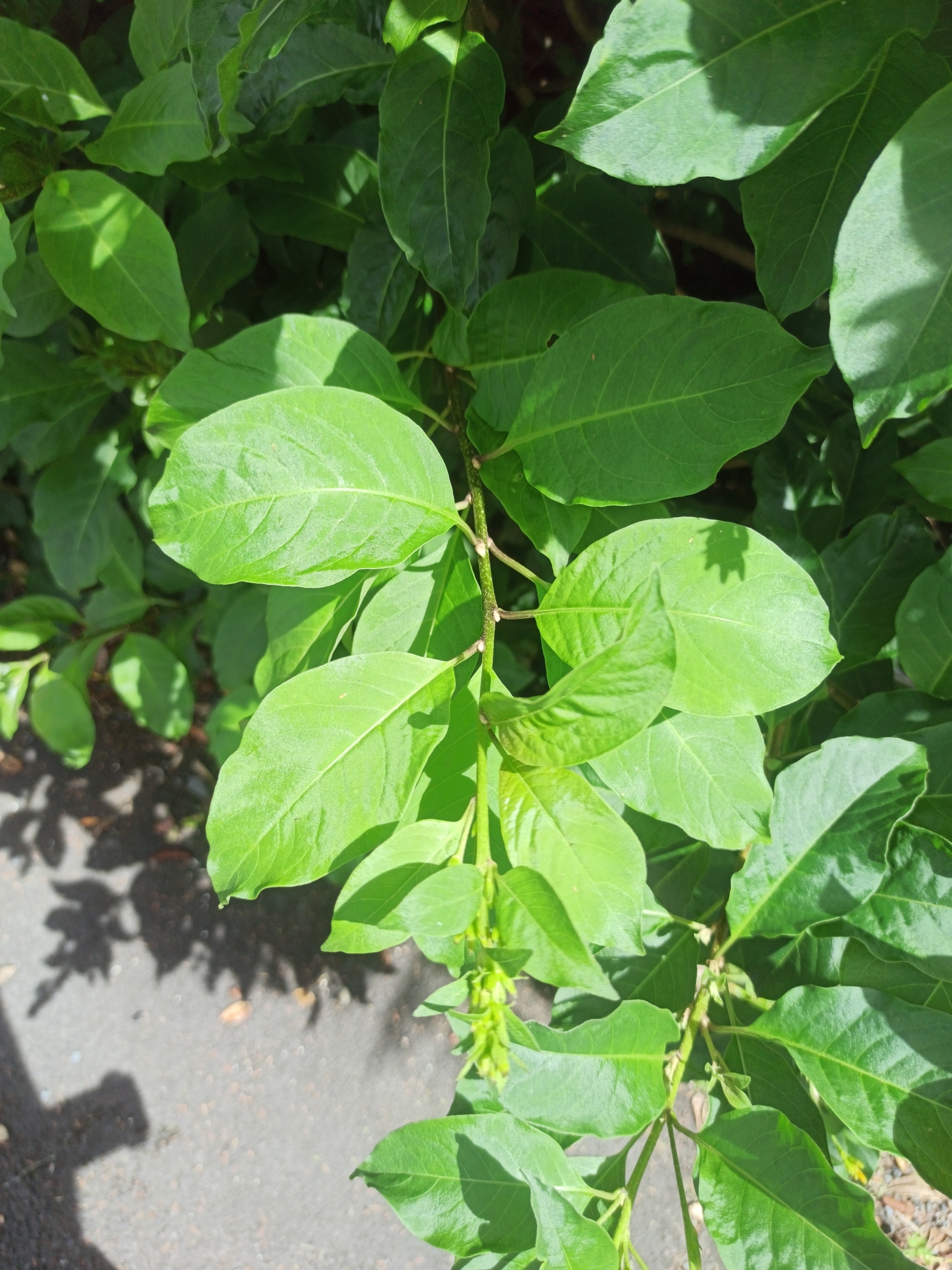 Cestrum aurantiacum Lindl.