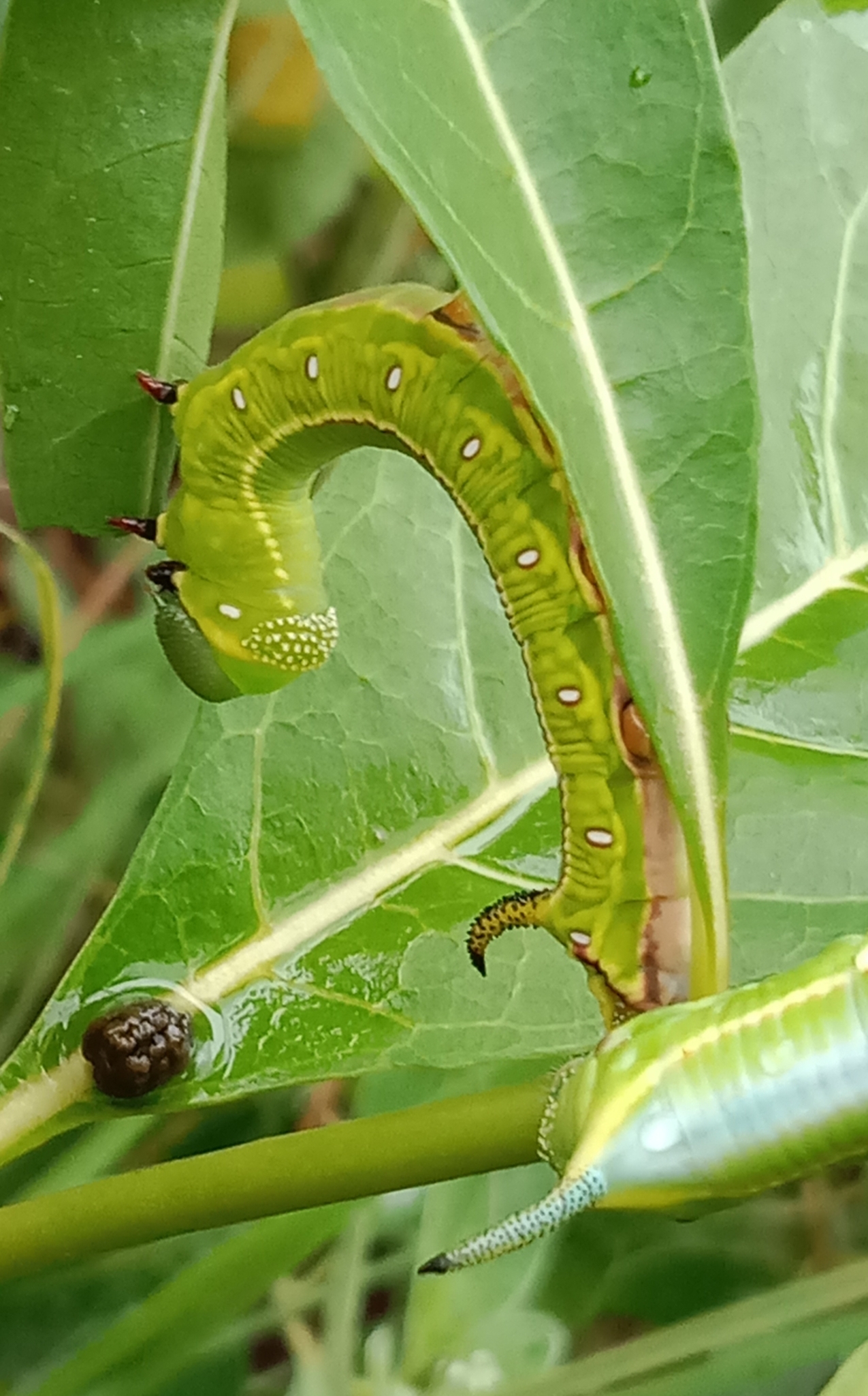 Cephonodes kingii MacLeay