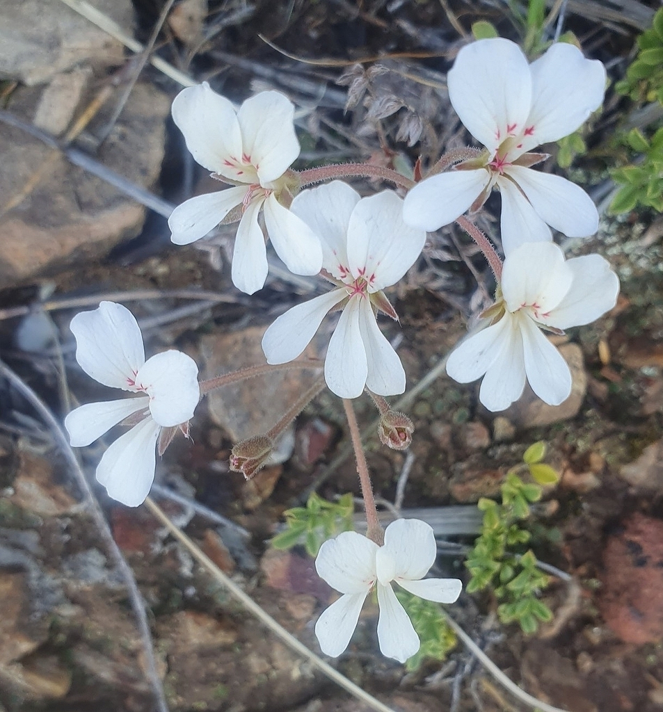 Feather-red Storksbill from Oudekraal (Nature Reserve), Cape Town, 8005 ...