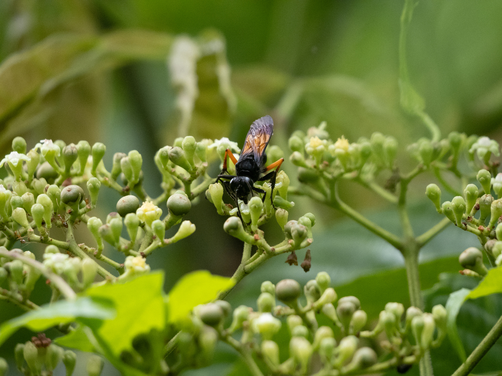 Sphex subtruncatus from Island Club Rd, Singapore on December 18, 2022 ...