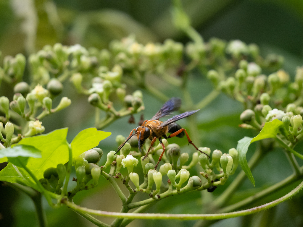 Sphex sericeus from Island Club Rd, Singapore on December 18, 2022 at ...
