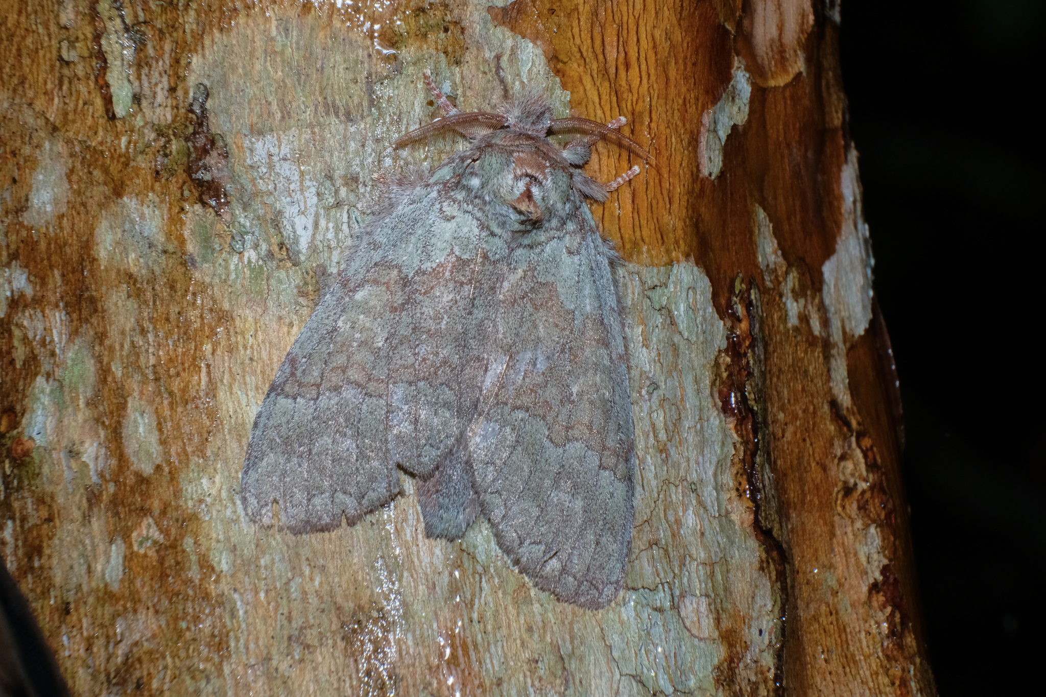 Netria viridescens Walker, 1855