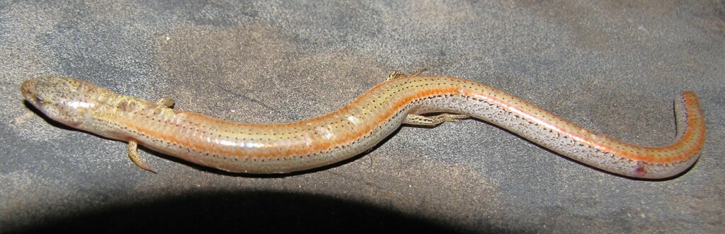 Two-toed Earless Skink from Iveston Rd Before Watling Av, Lynwood WA ...