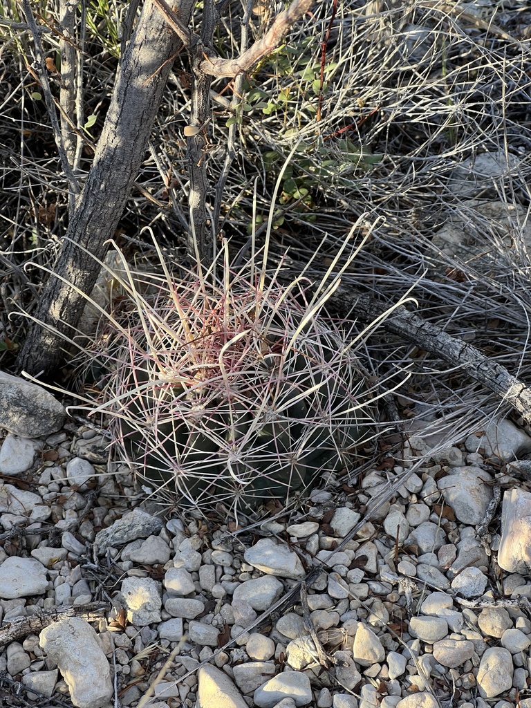 Turk's Head from Sanderson Hwy, Fort Stockton, TX, US on December 15 ...