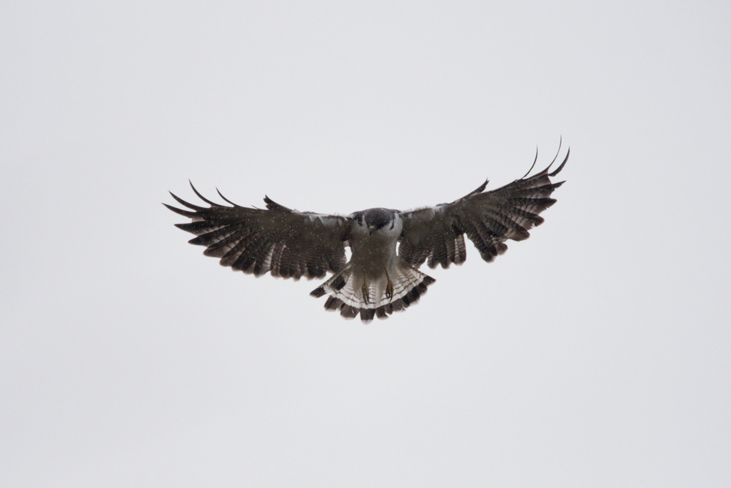 Variable Hawk from Abancay, Perú on December 17, 2022 at 01:48 PM by ...