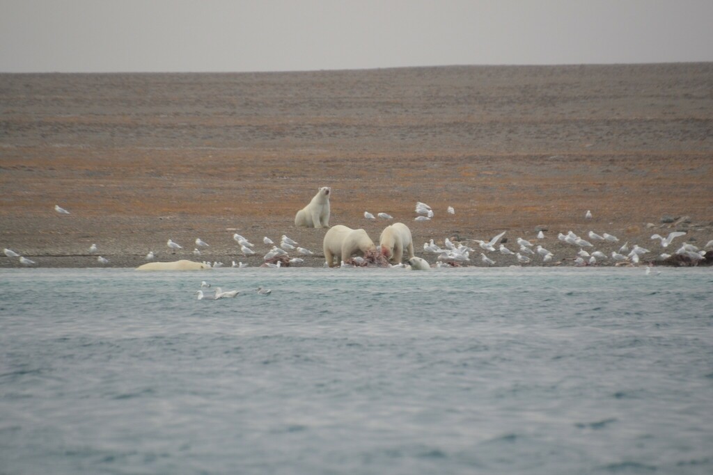 Polar Bear in August 2011 by Paul Prior. There was a total of 22 bears ...