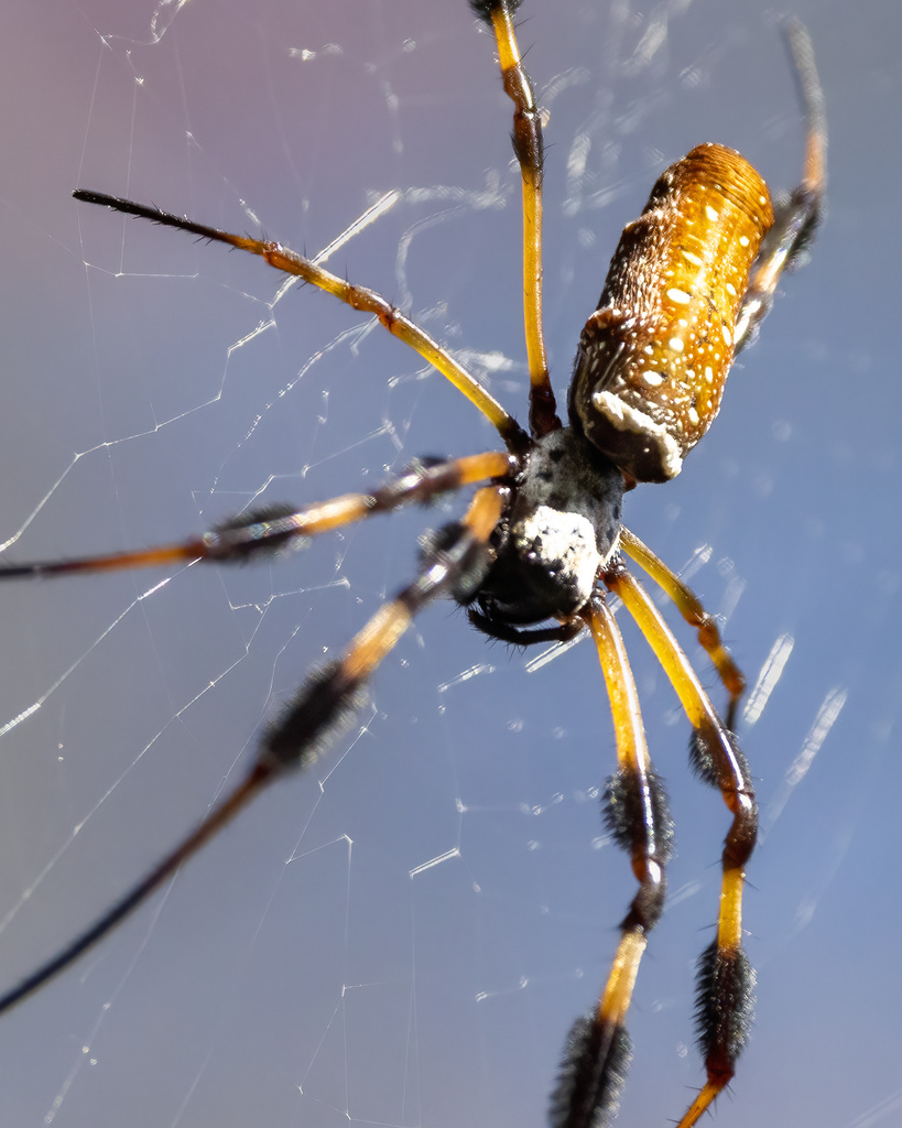 Golden Silk Spider from Congaree National Park, Gadsden, SC, US on ...