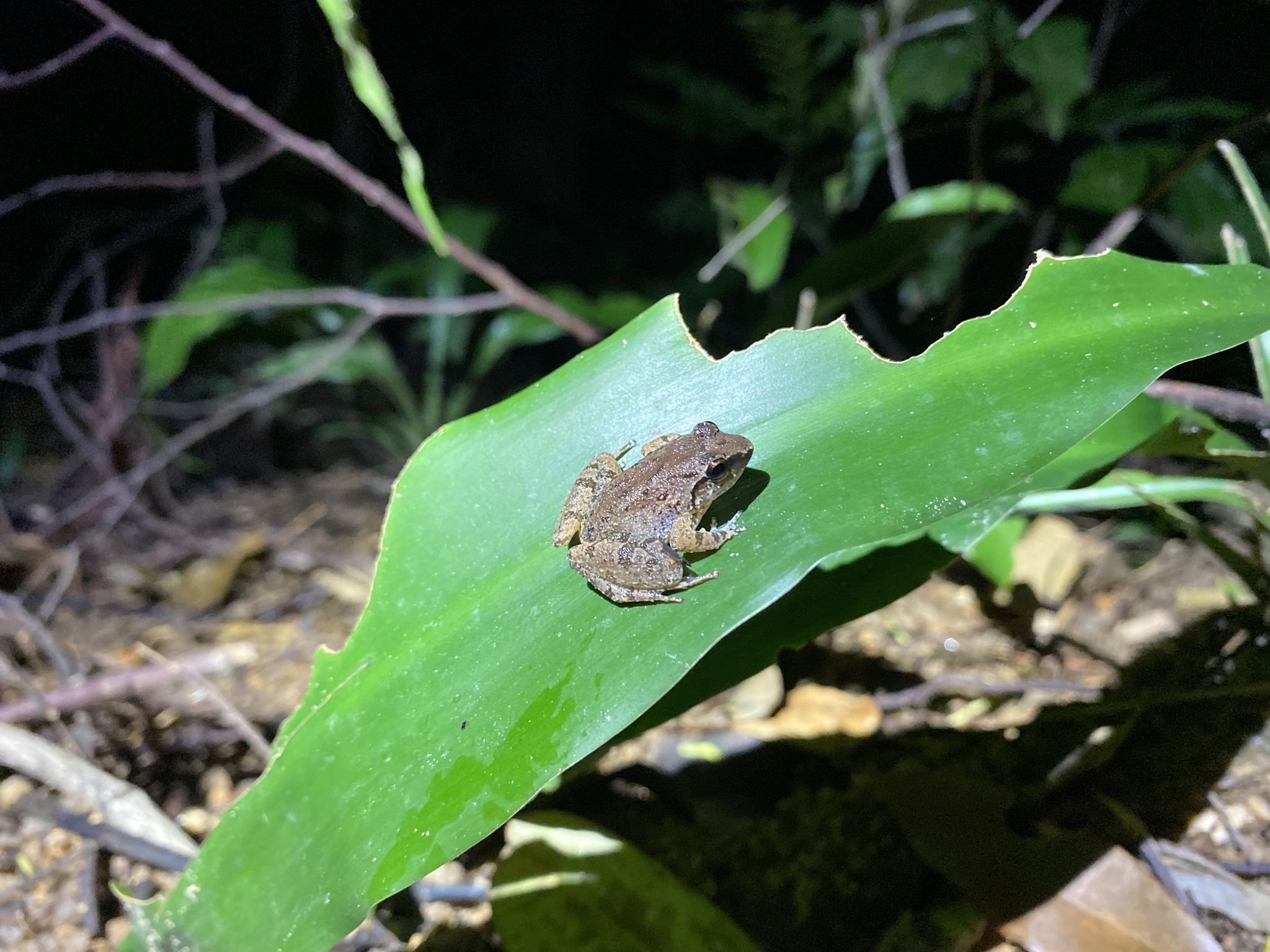 Limnonectes hascheanus (Stoliczka, 1870)