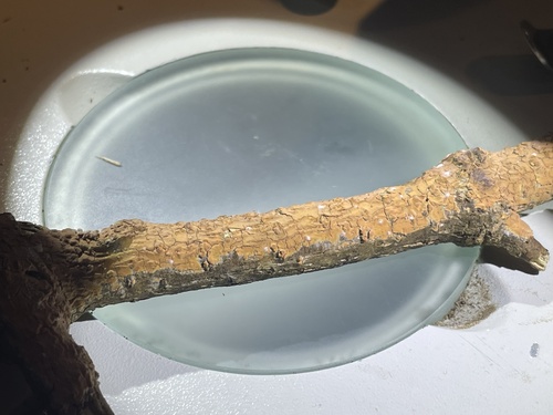 Peniophora pseudoversicolor · iNaturalist United Kingdom