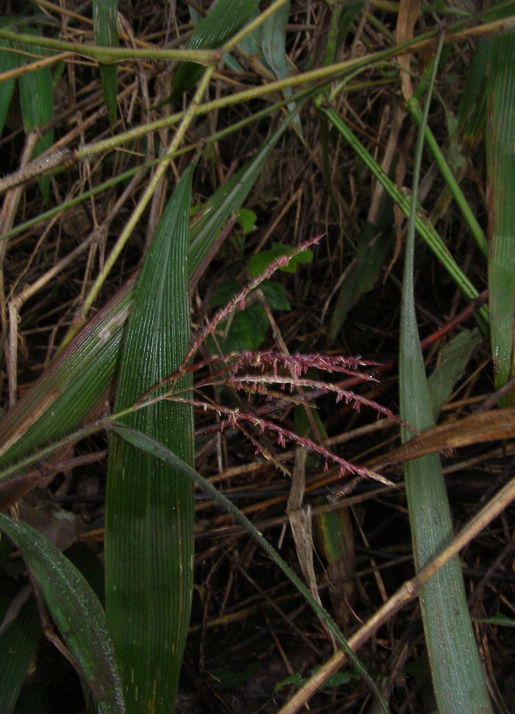 Microstegium from Chiang Dao, Chiang Dao District, Chiang Mai 50170 ...