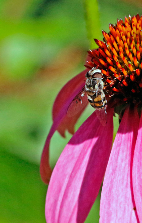 Yellow-spotted Bromeliad Fly from Circle C Ranch, Austin, TX, USA on ...