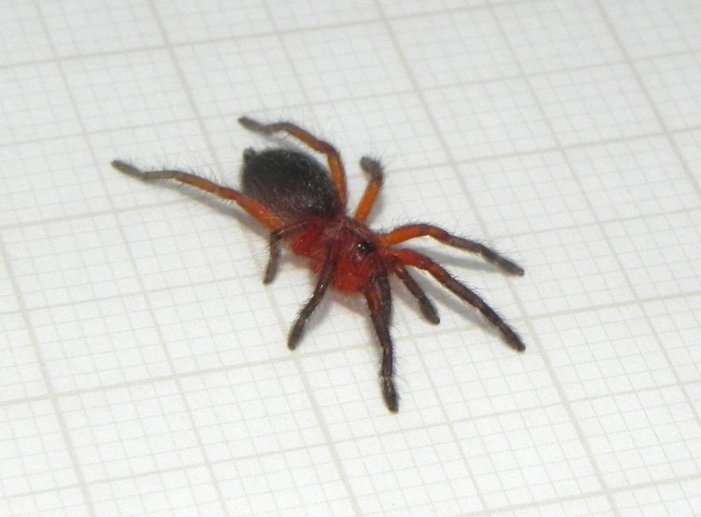 Dolichothele rufoniger from Morro do Chapéu - BA, Brasil on November 27 ...