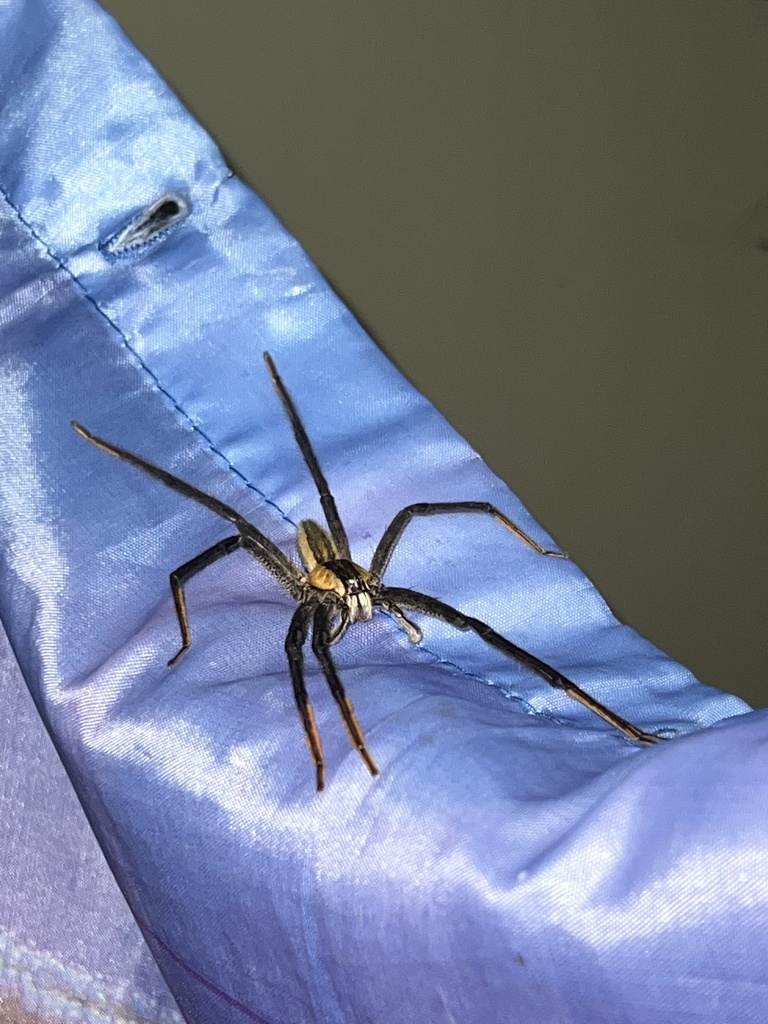 Spot-legged bromeliad spider from Matina, Limon, CR on July 10, 2022 at ...