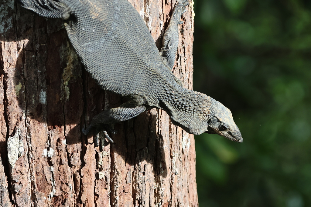 Roughneck Monitor from Bukit Bendera, Pulau Pinang, Malaysia on ...
