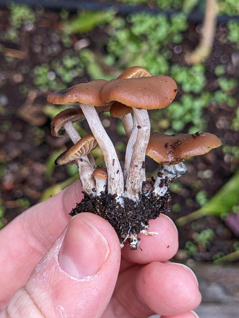 Wavy Cap in December 2022 by hydnw · iNaturalist