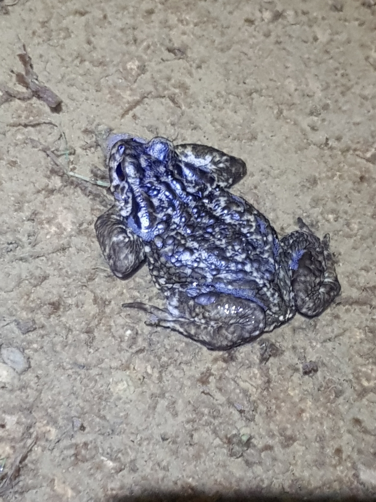 Spiny Toad from Vagos, PT-AV, PT on December 18, 2022 at 06:22 PM by ...