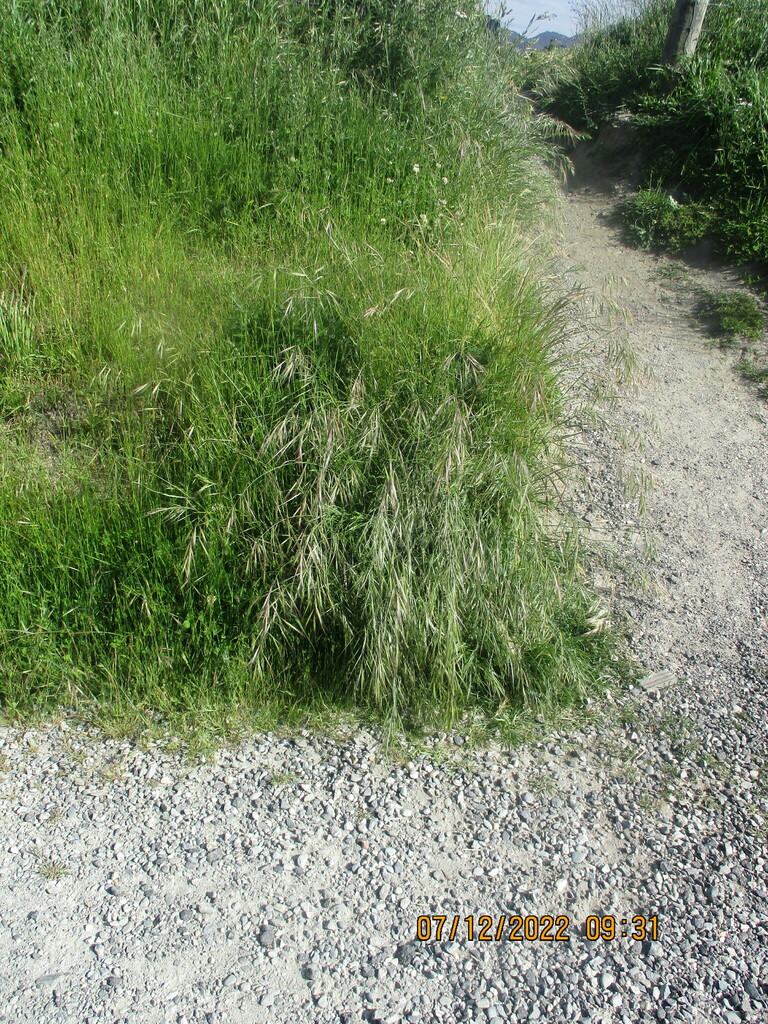 grasses from Frankton, Queenstown, New Zealand on December 07, 2022 at ...