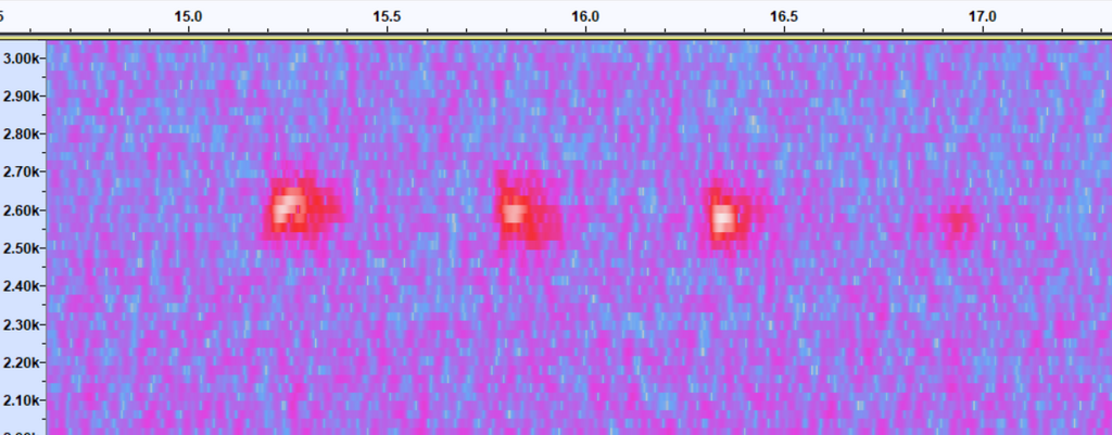 Eastern Ghost Frog from Garden Route District Municipality, South ...
