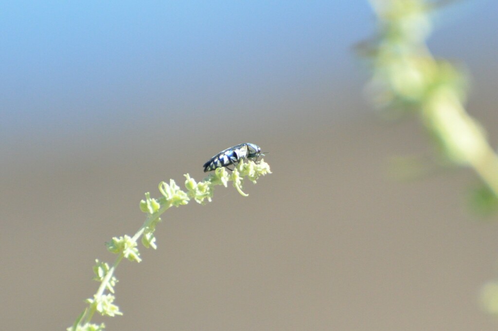 Agrilus walsinghami from Lockwood Trailhead, Lockwood, NV on September ...
