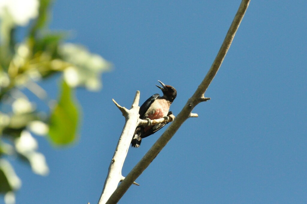 Lewis's Woodpecker from Lockwood Trailhead, Lockwood, NV on September ...
