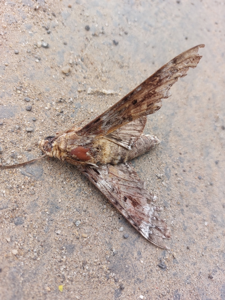 Tetrio Sphinx from Rod. Dr. Rubéns Tramujas Mader (Rj-163), 212-752 ...