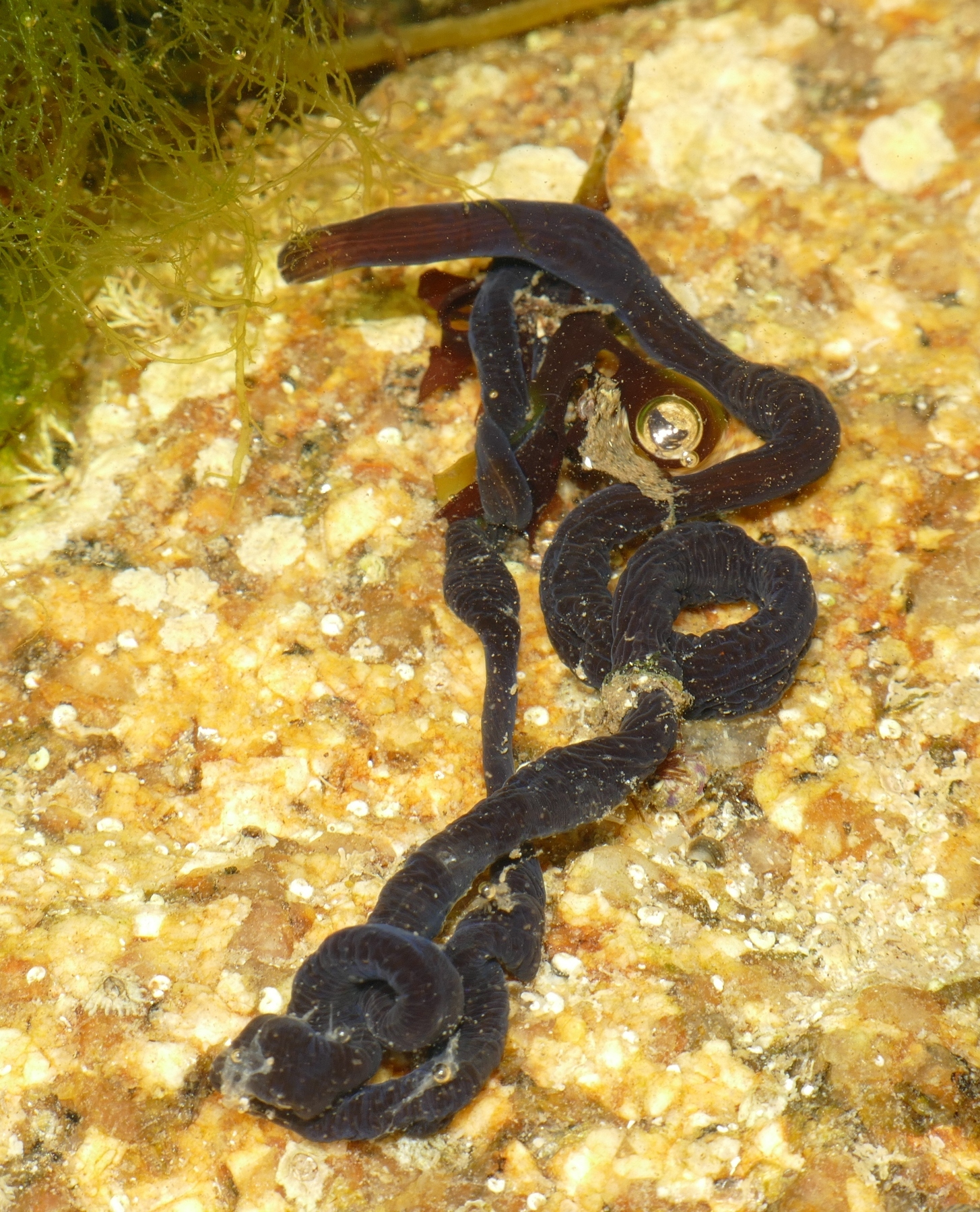 Lineus longissimus (Gunnerus, 1770)