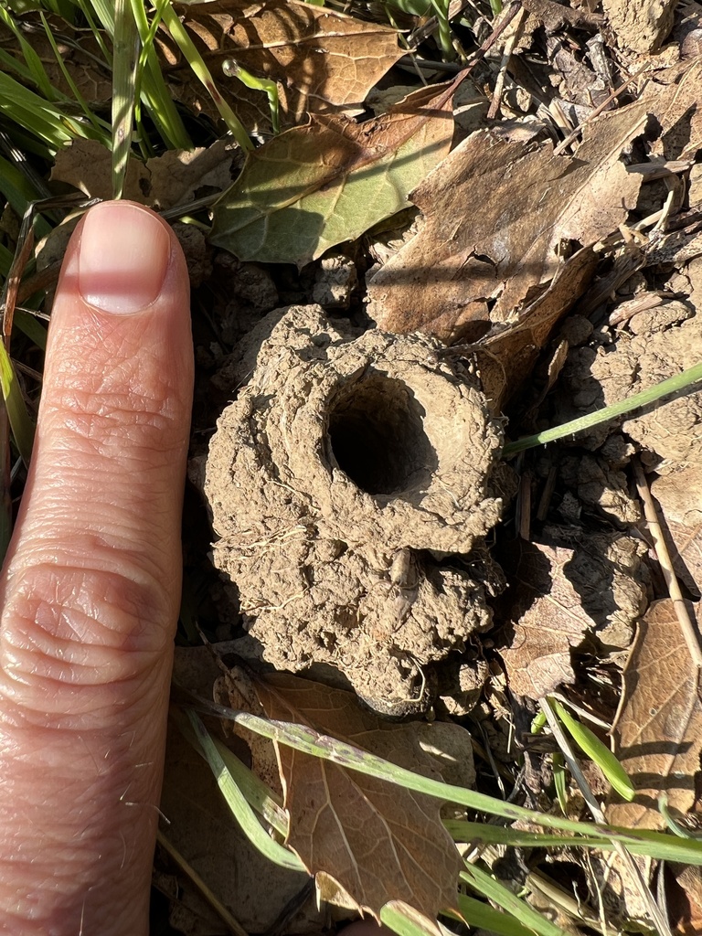 California Turret Spider from Knowland Park, Oakland, CA, US on ...