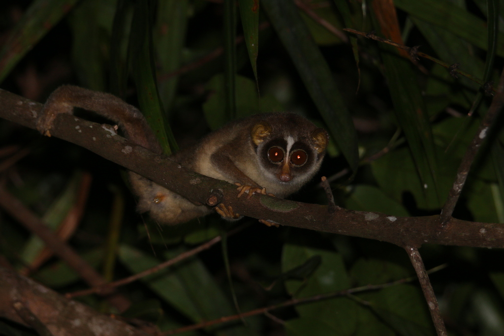 Slender Lorises (Loris) - Know Your Mammals