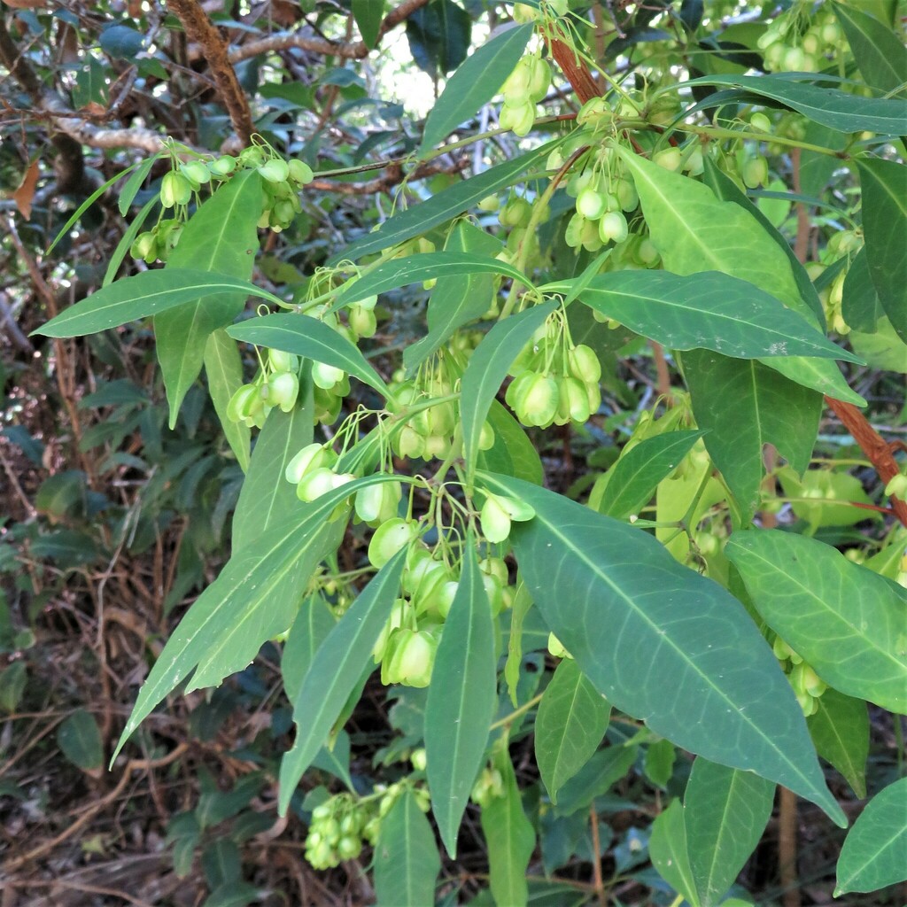 Common Hop Bush from Wallaga Lake NSW 2546, Australia on November 04 ...