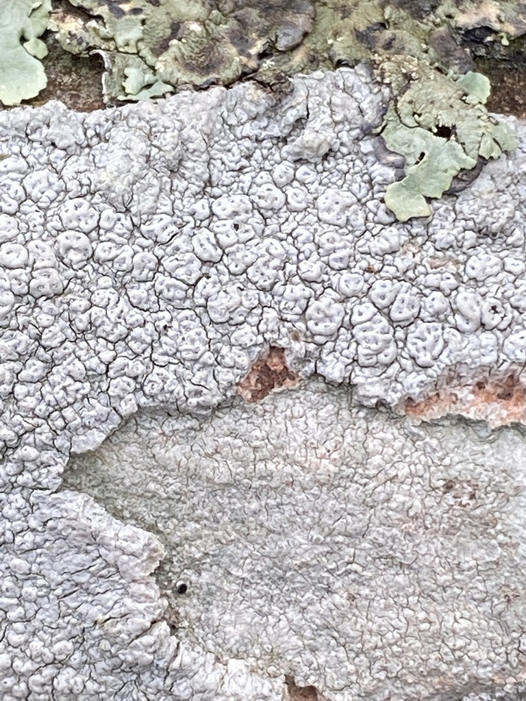 Rock Wart Lichen from Monte Sano St. Park, Madison County, AL, USA on ...