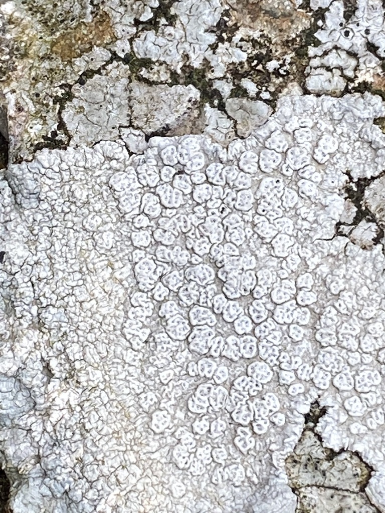 Rock Wart Lichen from Monte Sano St. Park, Madison County, AL, USA on ...