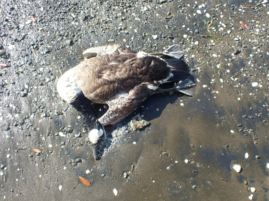 Giant Canada Goose from Kawhia, New Zealand on December 18, 2022 at 07: ...