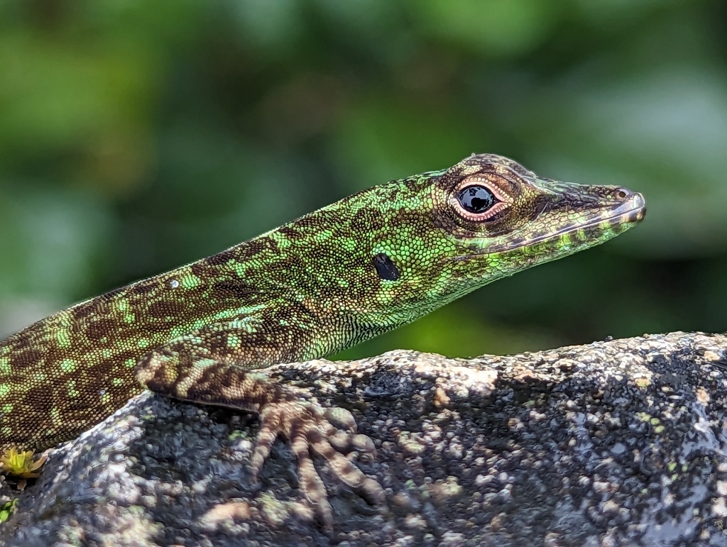 Emerald anole from Río Grande, Puerto Rico on December 18, 2022 at 11: ...