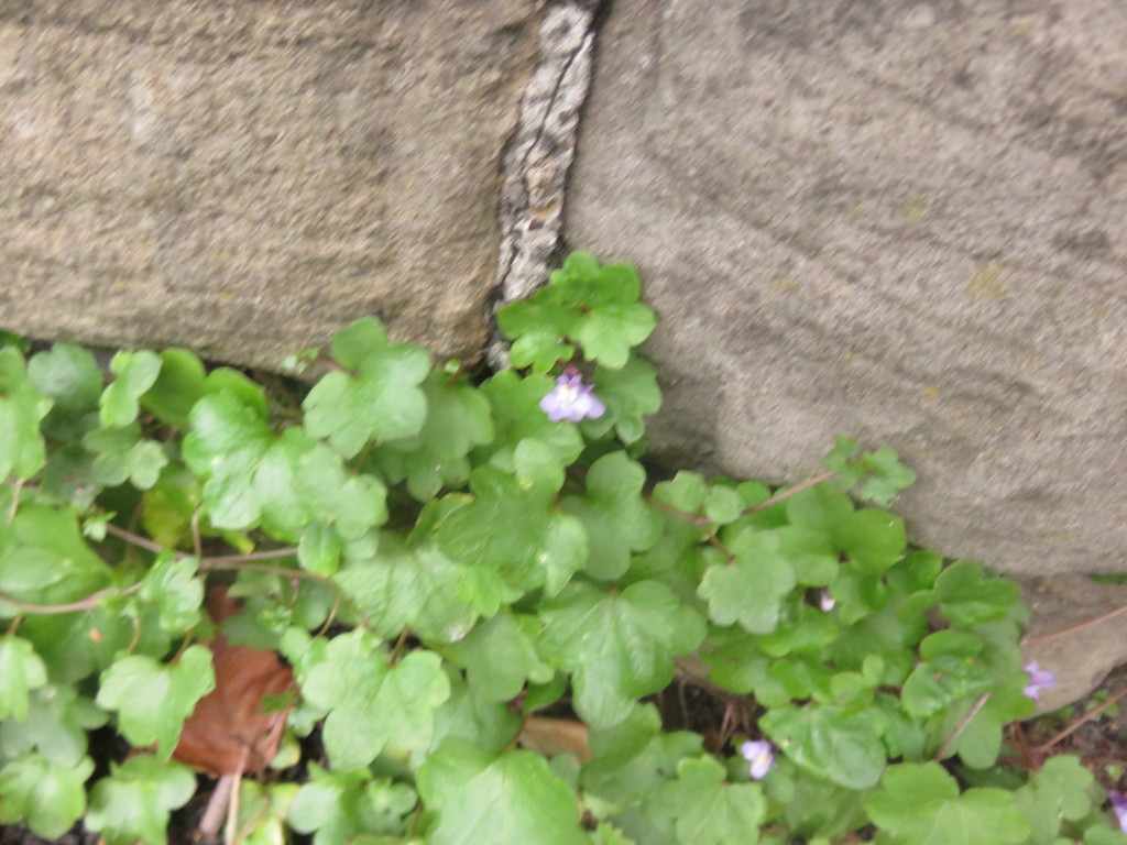 Ivy-leaved toadflax from Sheffield, UK on September 13, 2018 at 06:05 ...
