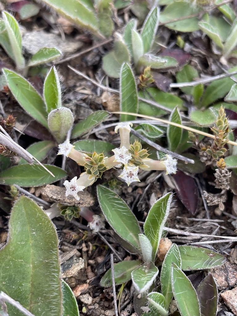 Styphelia nana in November 2022 by Matt Berger · iNaturalist
