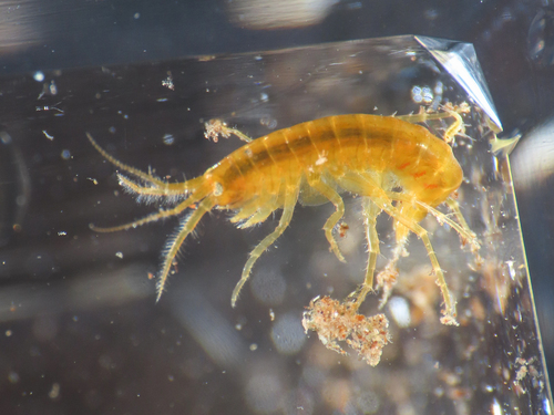 Elvira's Scud (Gammarus elvirae) · iNaturalist United Kingdom
