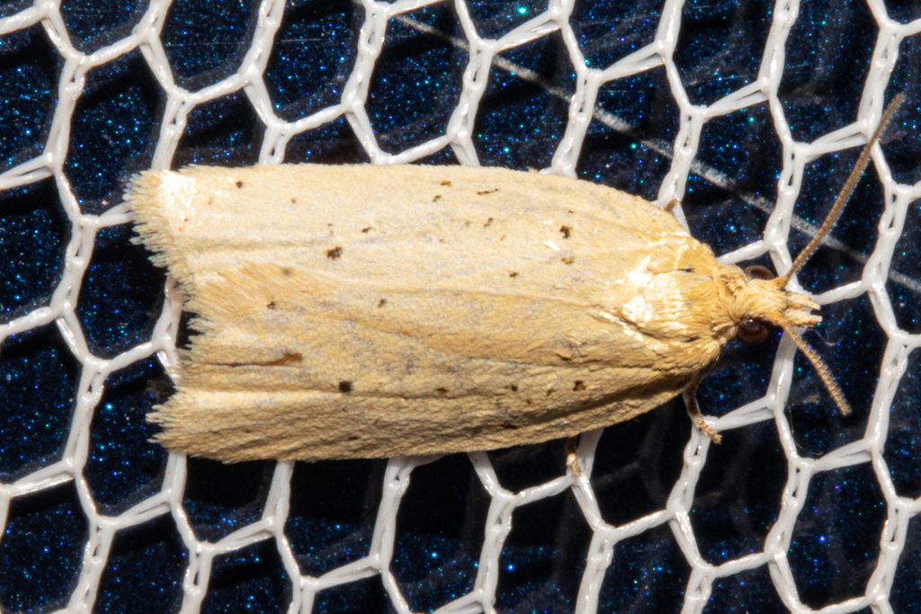 Yellow Field Bell Moth from Lewis Pass, New Zealand on December 8, 2022 ...