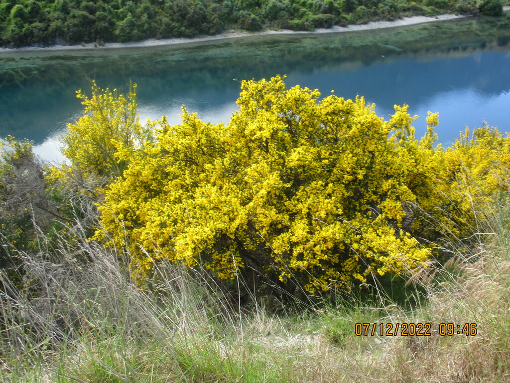 Scotch Broom from Frankton, Queenstown, New Zealand on December 07 ...