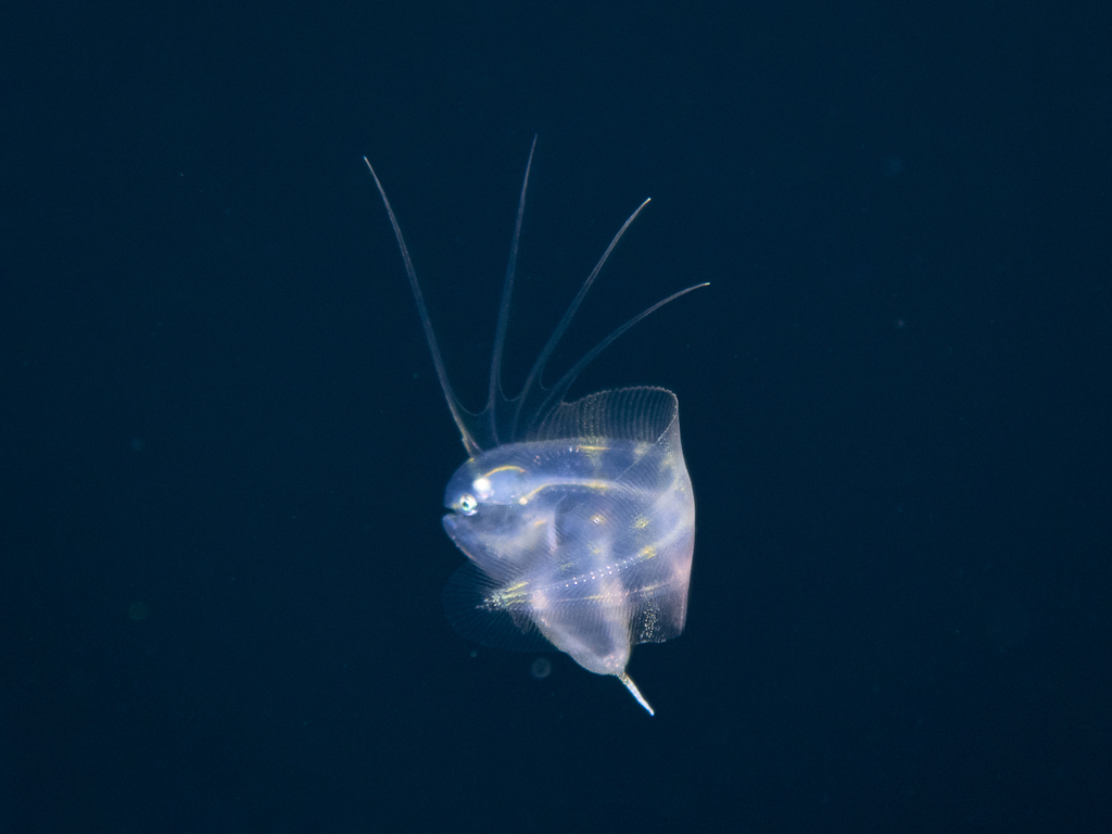 Spotted Tongue-sole (Symphurus nigrescens) - Marine Life Identification