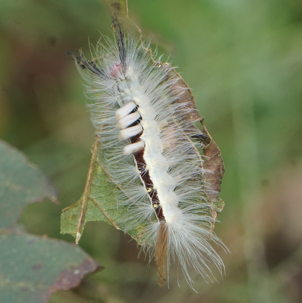 Butterflies and Moths from Yaguajay, Cuba on December 13, 2022 at 10:45 ...