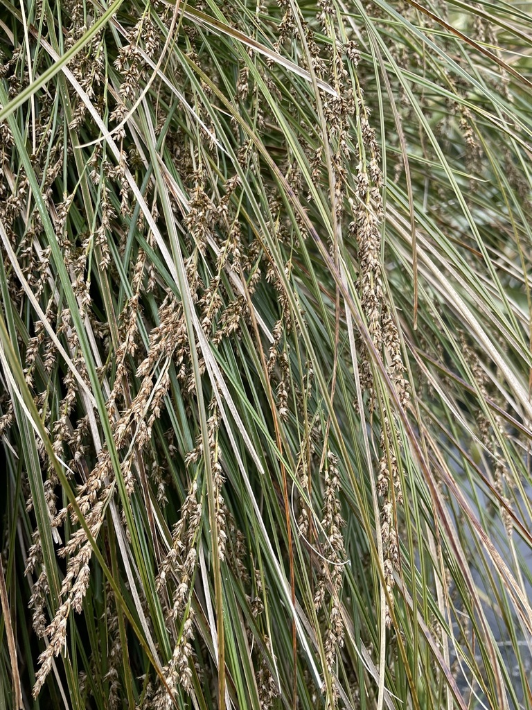 Pukio from Queenstown-Lakes, Otago, New Zealand on November 17, 2022 at ...