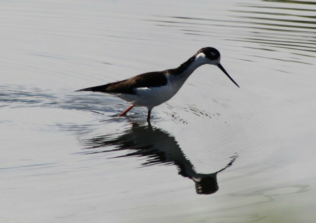 Black-necked Stilt from Point Loma Heights, San Diego, CA, USA on ...