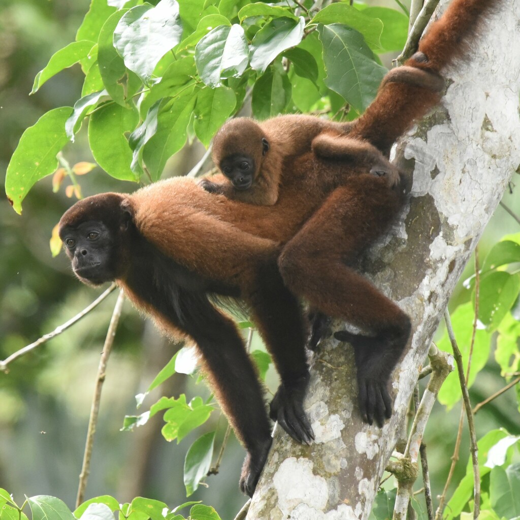 Poeppig's Woolly Monkey in December 2022 by Manuel Morales · iNaturalist